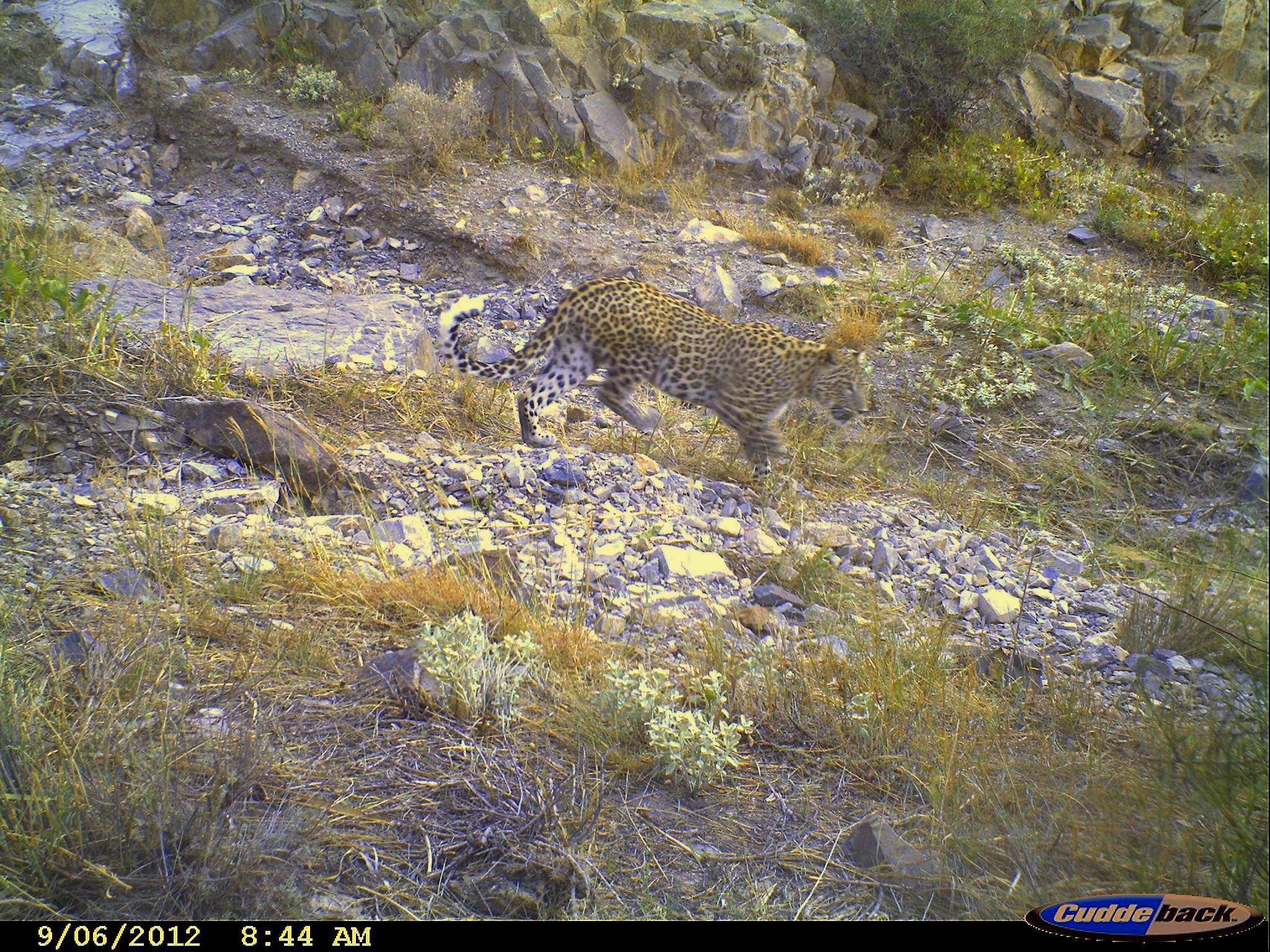 WWF: „Der Leopard kehrt nach Europa zurück“ | News4teachers